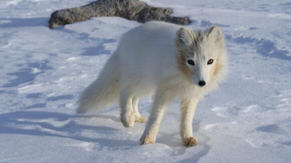 12 Animals That Change Color You Never Knew About - NewsBreak