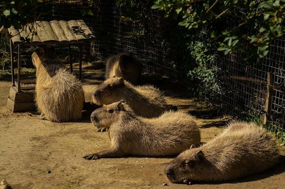 Why Capybaras Are the Most Chill Animals on Earth - NewsBreak