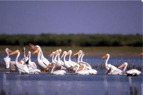 MT FWP Limiting Deer Licenses Due to Diseases Affecting Herds - NewsBreak