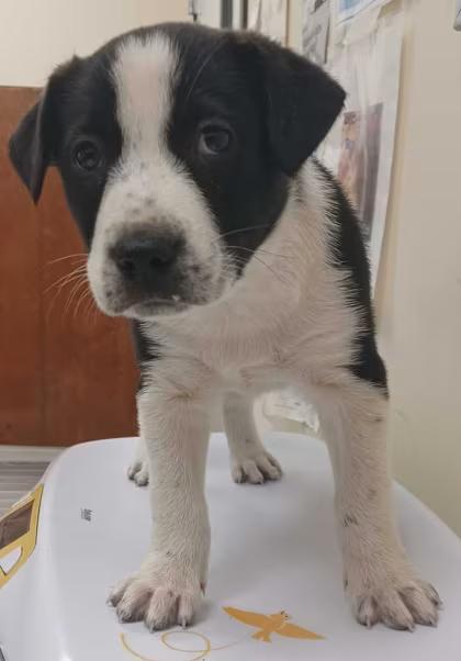 🐶 Playful Herding-Breed Puppies Ready for Adoption in Burlington ...