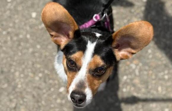 11lb Little Brody With Comically Large Ears is Still Looking for Love ...