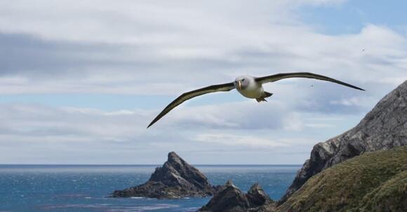 The 10 Fastest Birds Soaring Today’s Skies - NewsBreak