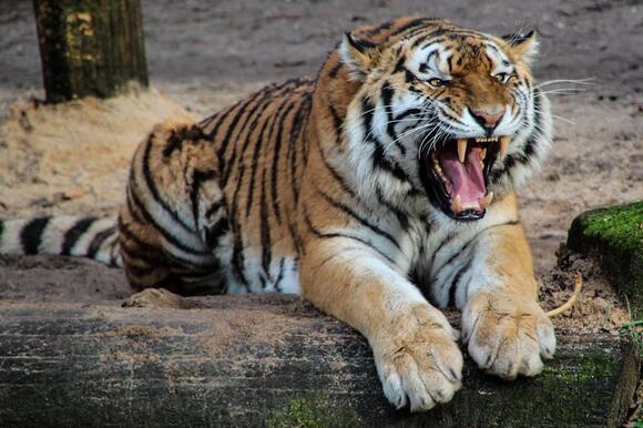 Big Cat Attack Claims Life at BRT Tiger Reserve in Karnataka - NewsBreak