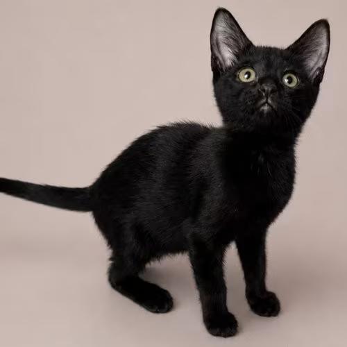 🐱 Playful Oviedo Cats Ready to Join Your Family - NewsBreak