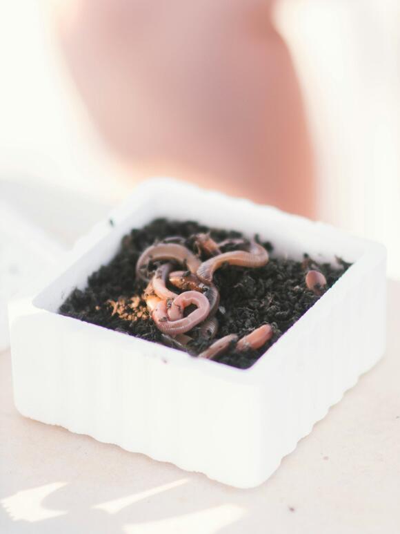 Worms Have Brains — And They Might Be Smarter Than You Think - NewsBreak