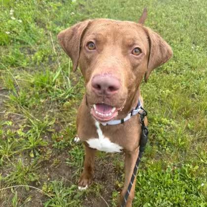 🐶 Playful, Gentle & Loyal Dogs Ready for Adoption in Syracuse - NewsBreak