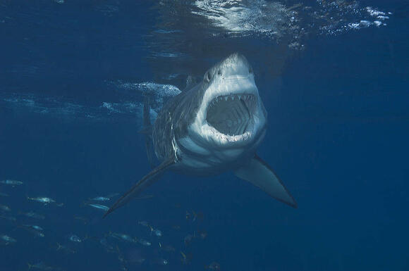 Huge Great White Shark Spotted Off Alabama’s Coast Just in Time for Summer