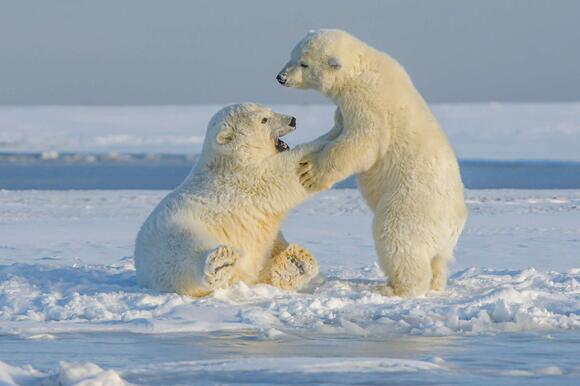 Top 21 Animals in The State of Alaska - NewsBreak