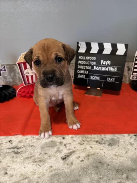🐶 Playful, Gentle & Loyal Dogs Ready for Adoption in New Albany - NewsBreak