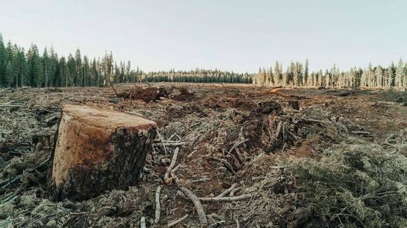What Human Overpopulation Means for the World’s Wildlife - NewsBreak