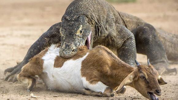 How Komodo Dragons Use Venom to Kill Prey Slowly - NewsBreak