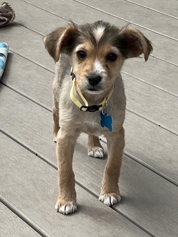 🐶 Playful, Loyal & Loving Dogs Ready for Adoption in Minneapolis ...