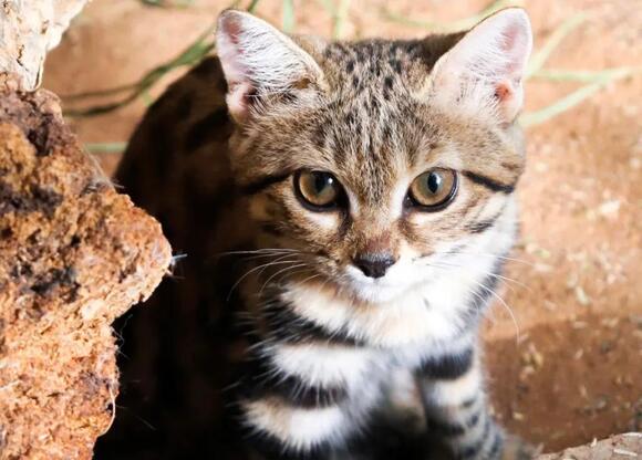 Tiny, Deadly Wild Cat Making a Comeback at Living Desert Zoo