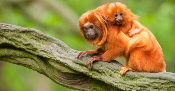 9 Most Beautiful Monkeys and Where You Can Catch a Glimpse of Them ...