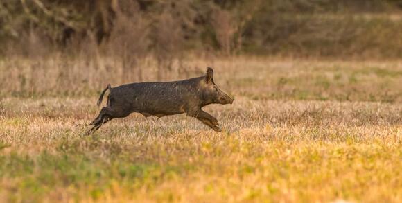 Feral Hogs in Arizona: Where Do They Roam and Are They Dangerous ...