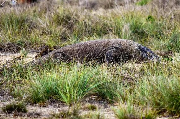 The Incredible Bite of a Komodo Dragon: Venom, Bacteria, and Sheer ...