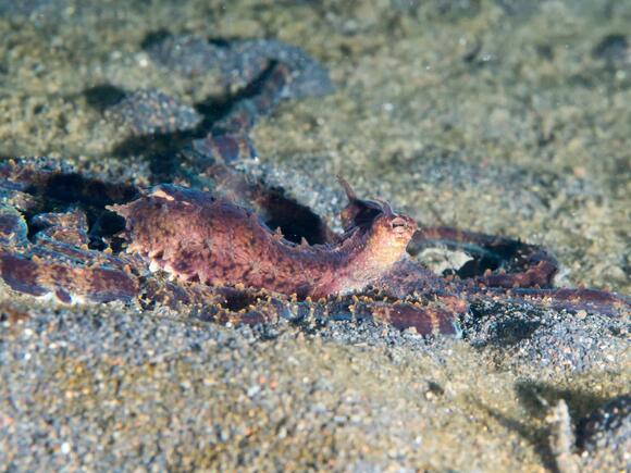 13 Wild Animals That Can Change Color Instantly - NewsBreak