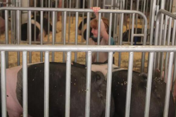 Luna Reigns Supreme As America’s Favorite Pet Name - NewsBreak