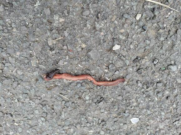 Worms Have Brains — And They Might Be Smarter Than You Think - NewsBreak