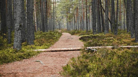 The Struggle to Protect the Amazon Rainforest Global Efforts and ...