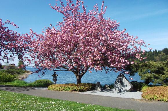 Where to See Cherry Blossoms in Washington State 2026 - NewsBreak