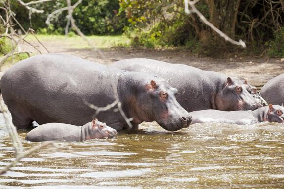 Male vs. Female Hippos: 6 Key Differences - NewsBreak