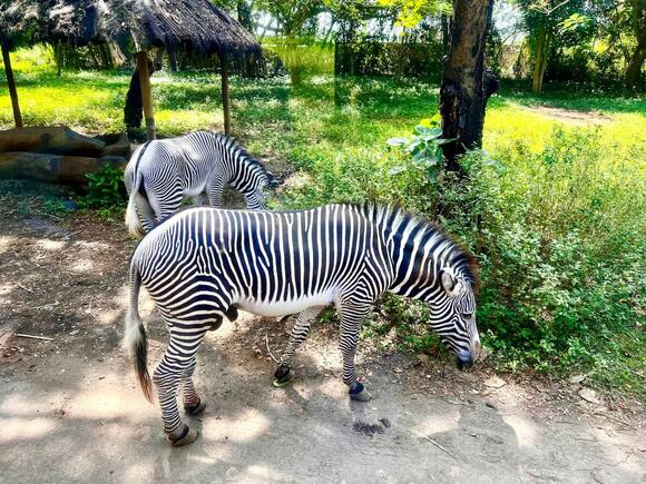 Why Zebras Are More Aggressive Than You Might Think - NewsBreak