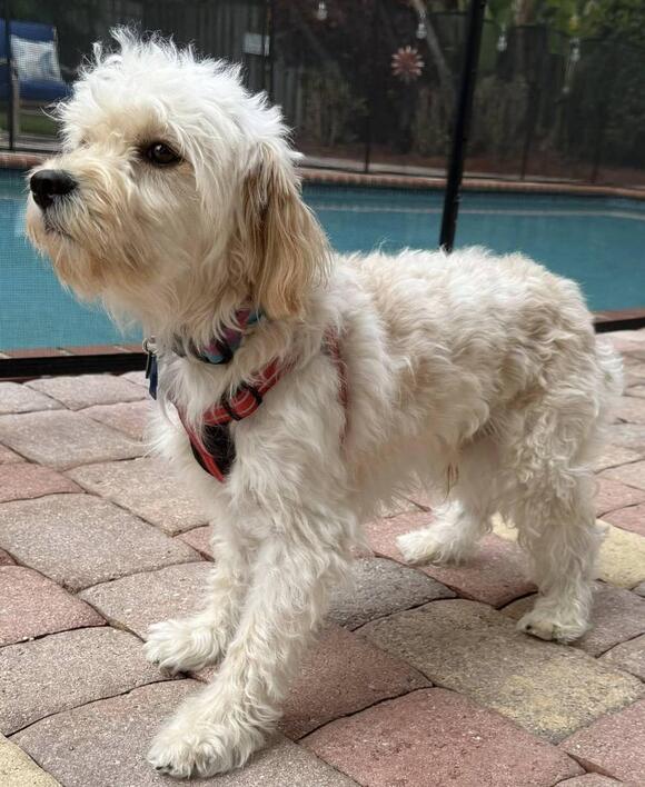 Meet Rupert, a 14lb small Cavachon & Bichon Frise mix who needs a ...
