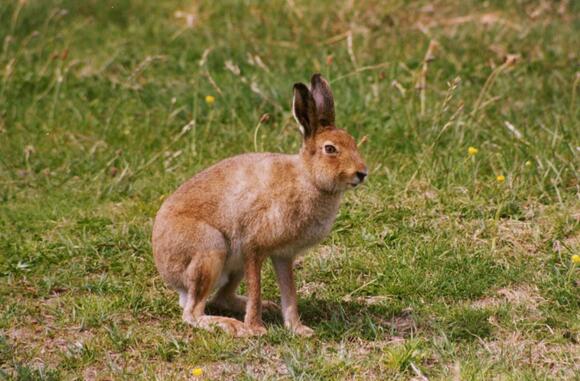 The Irish Hare: A Native Running Through Myth, Land, and Legend - NewsBreak