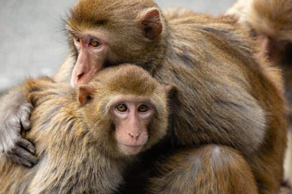 6 Types of Monkeys You Might See in Florida in 2024