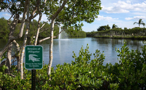Are There Alligators or Crocodiles in Key West? - NewsBreak