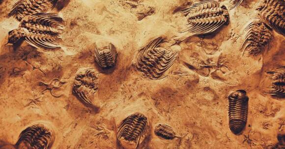 Retired Australian teacher discovers fossil of 151-million-year-old new ...