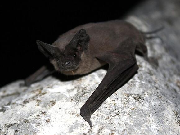8 Fastest Creatures in the Air Water and on Land - NewsBreak