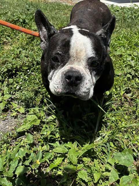 🐶 Playful & Loving Dogs Ready for Adoption in Fort Lauderdale - NewsBreak
