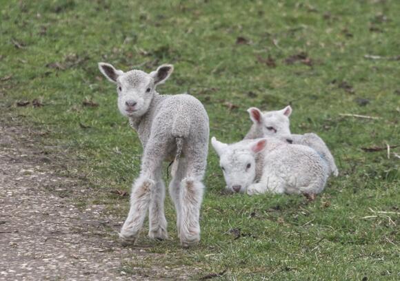 13 Baby Animals You Will Only See in Spring - NewsBreak
