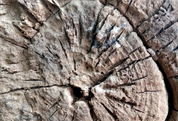 Petrified Forest Secrets: What Arizona’s Fossil Trees Say About Dino ...