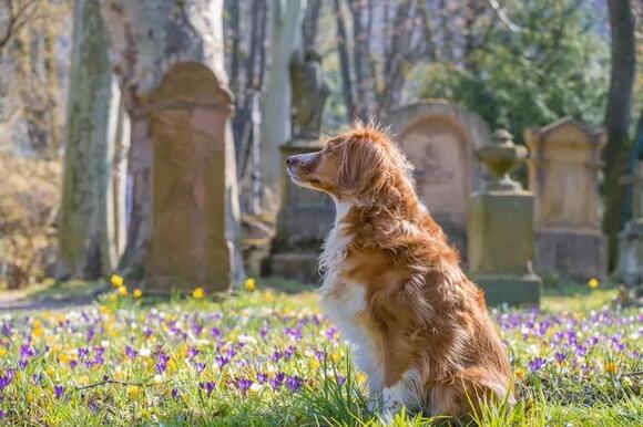 Could Your Dog Be a Genius? 7 Signs of High Canine Intelligence - NewsBreak