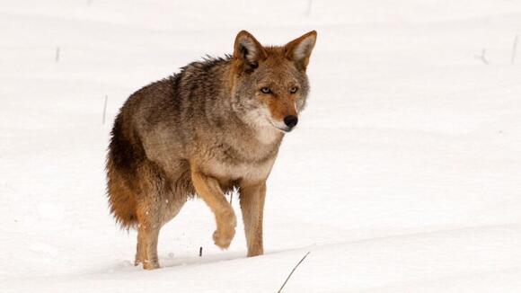What Wild Animal Reflects Your Zodiac Sign When Under Pressure Across ...