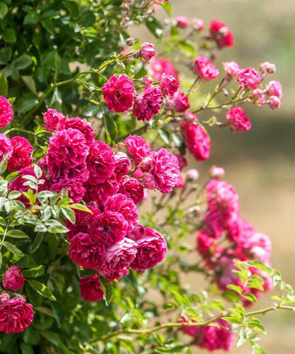 Flower bed trends for 2026 – the hottest colors, combinations, and ...