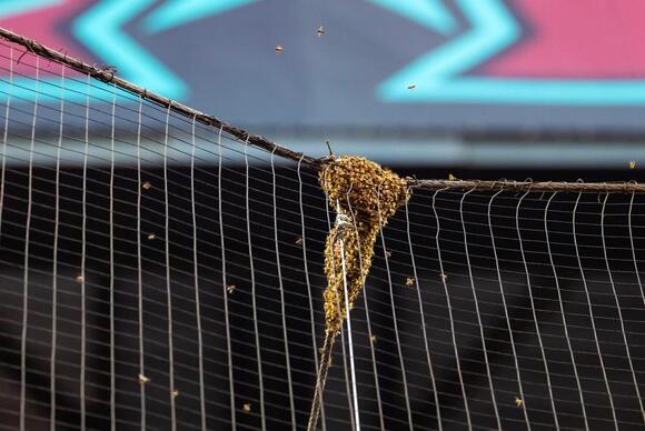 Swarm of bees delays Diamondbacks-Dodgers game in surreal scene