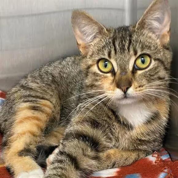 🐱 Friendly Cats Waiting for Adoption in Centerville, MA - NewsBreak