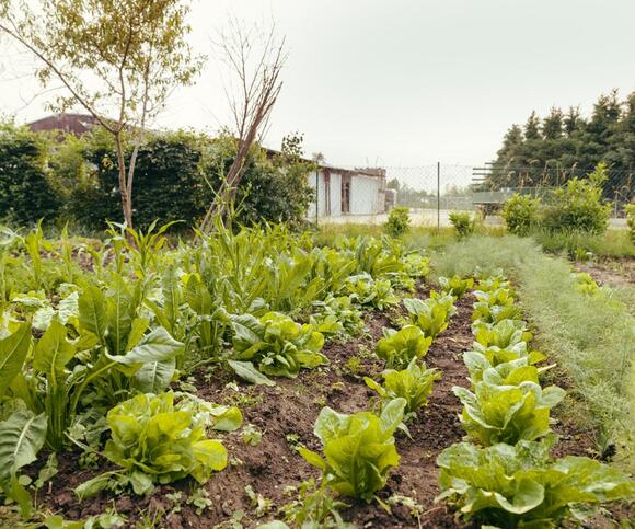 5 Ways Pro Gardeners Prepare Veg Beds for Spring, to Have Super-Healthy ...