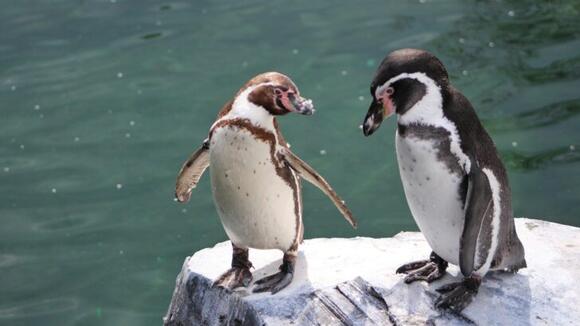 Penguins Propose With Pebbles - NewsBreak