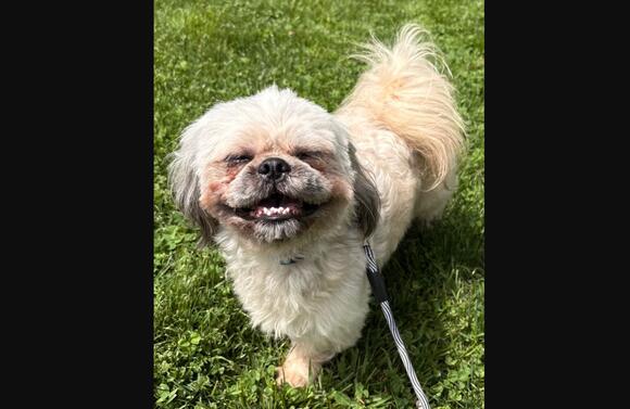 “Gremlin Tendencies” & a Big Personality: This Unique Little Shih Tzu ...