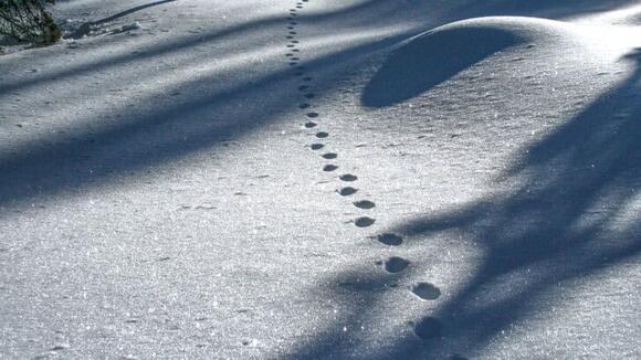 Beginner’s Guide to Identifying Animal Tracks - NewsBreak
