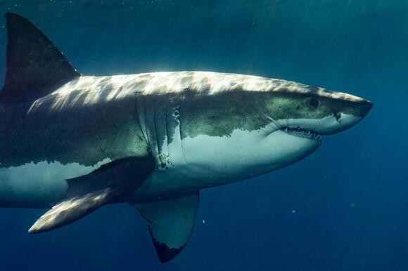 Great White Sharks Vs. Stonefish - NewsBreak