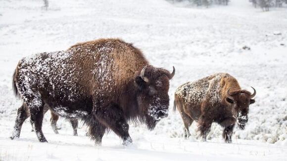 Where the Buffalo Roam: Restoring a US Icon to Its Natural Habitat ...