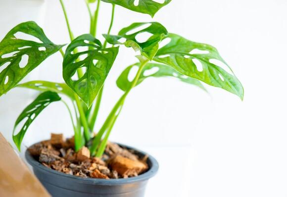 Rare houseplants become must-have items as Americans embrace plant life ...