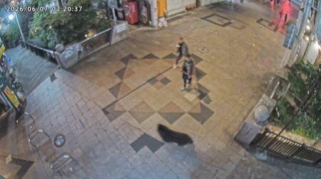 Wild black bear in Japan captured after multi-day hunt grips nation's ...