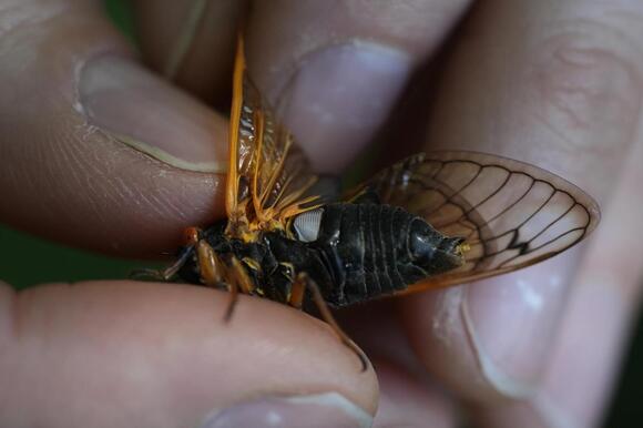 How do cicadas make their signature sound, so eerie and amazingly loud ...